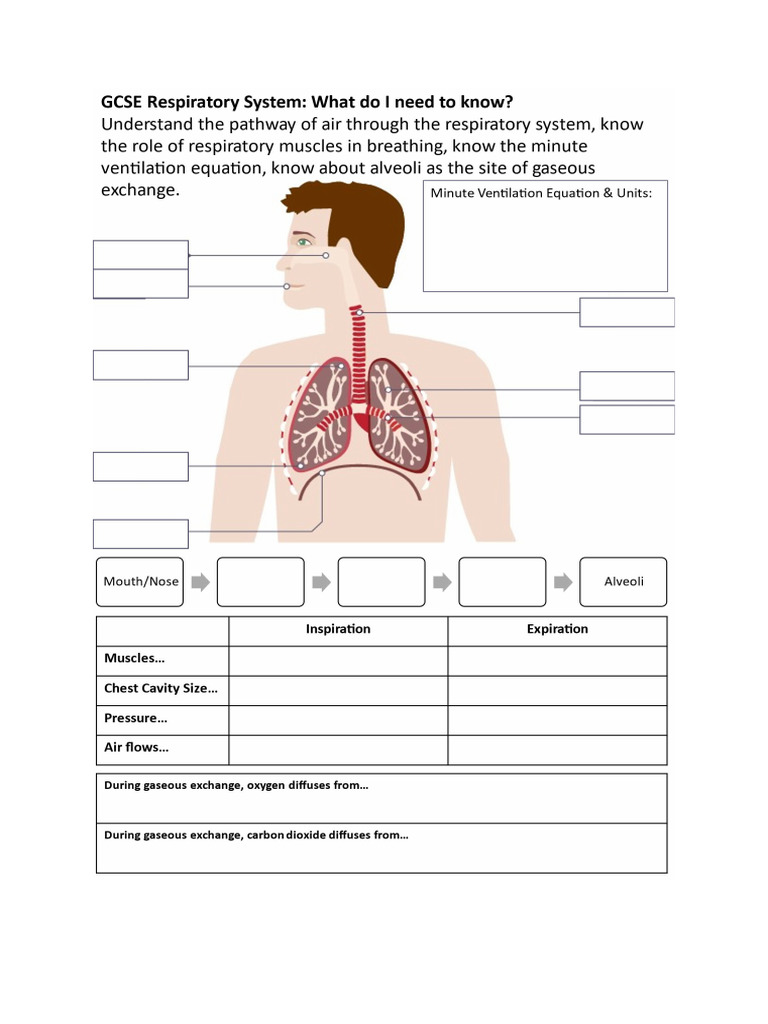 Respiratory Work Sheet | PDF