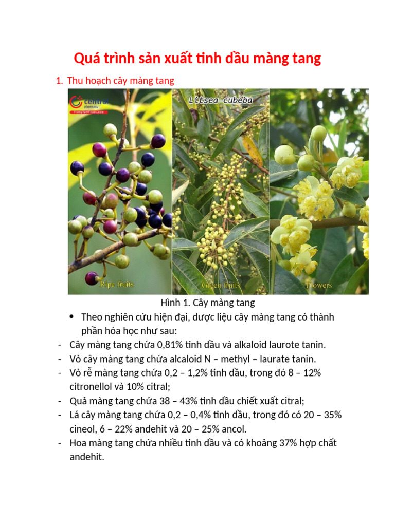 Quá trình sản xuất tinh dầu màng tang | PDF