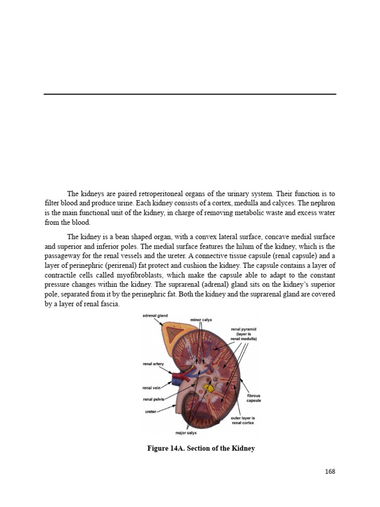 Urinary System Histology Overview | PDF | Kidney | Urinary System