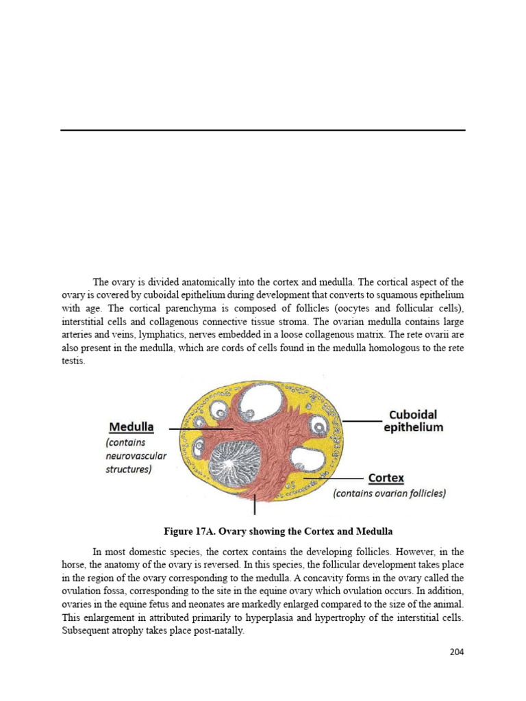 Module 17, Veterinary Histology | PDF | Ovary | Epithelium