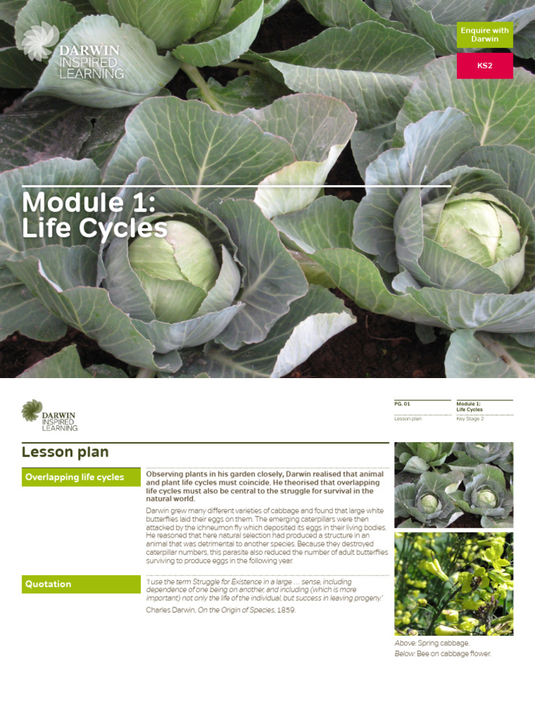 KS2 M1 Life Cycles Booklet V5 | PDF | Pupa | Butterfly