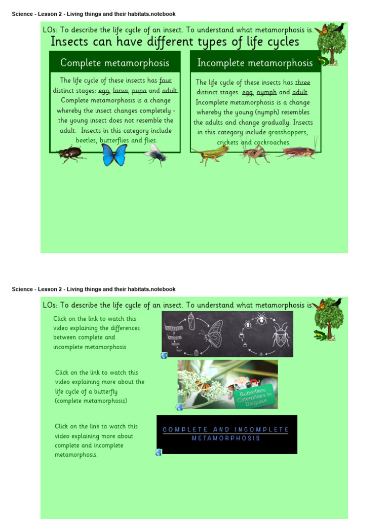 Insect Life Cycles and Metamorphosis | PDF | Insects | Butterfly