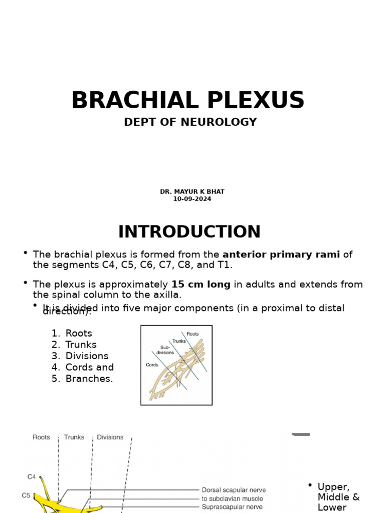 Brachial Plexus Presentation | PDF | Arm | Nervous System
