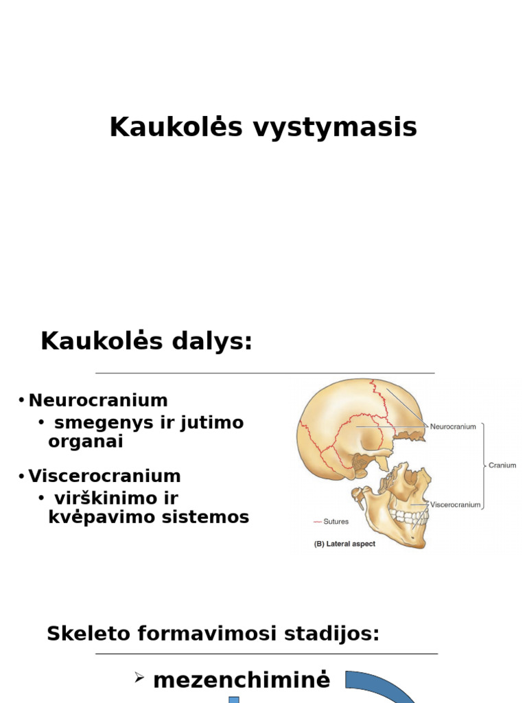 2024 10 02 Anatomija 07 Kaukoles Ontogeneze Ap Zand Sanarys | PDF