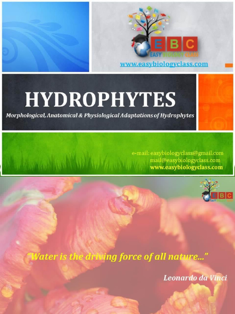Ecological Adaptations of Hydrophytes PPT by Easybiologyclass | PDF