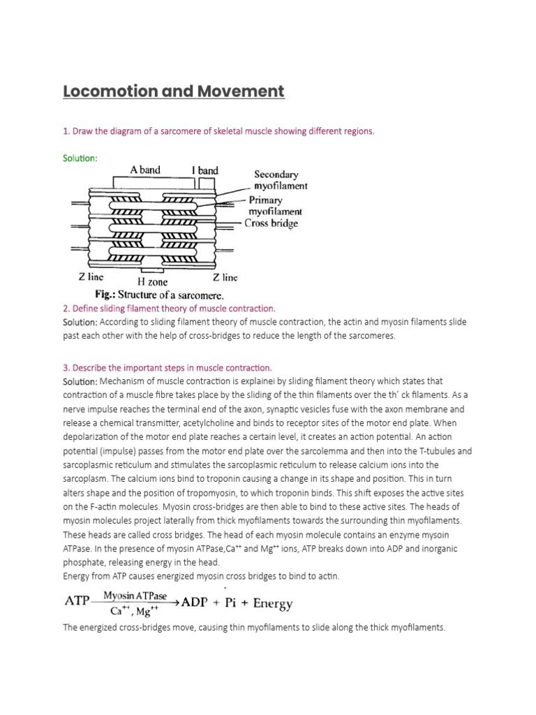 Locomotion and Movement | PDF | Muscle Contraction | Musculoskeletal System