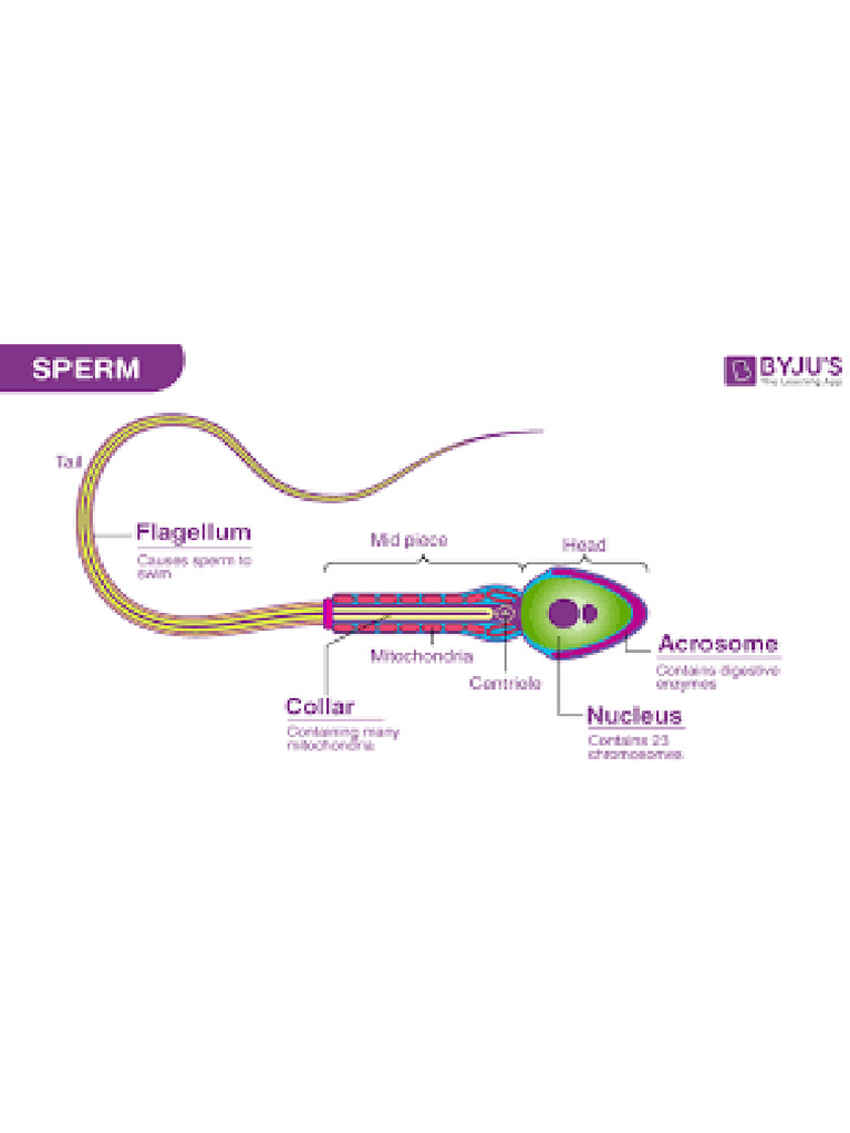 Sperm Diagram | PDF