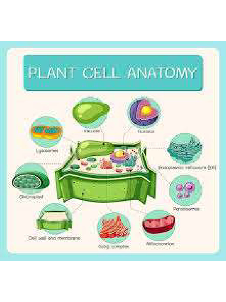 plant cell | PDF