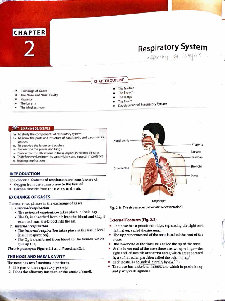 Respiratory System Anatomy | PDF