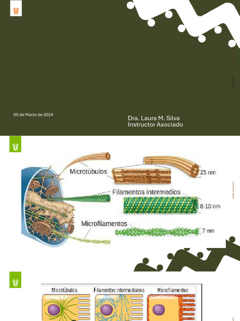 Filamentos Intermedios | PDF | Biología Celular) | Nucleo celular