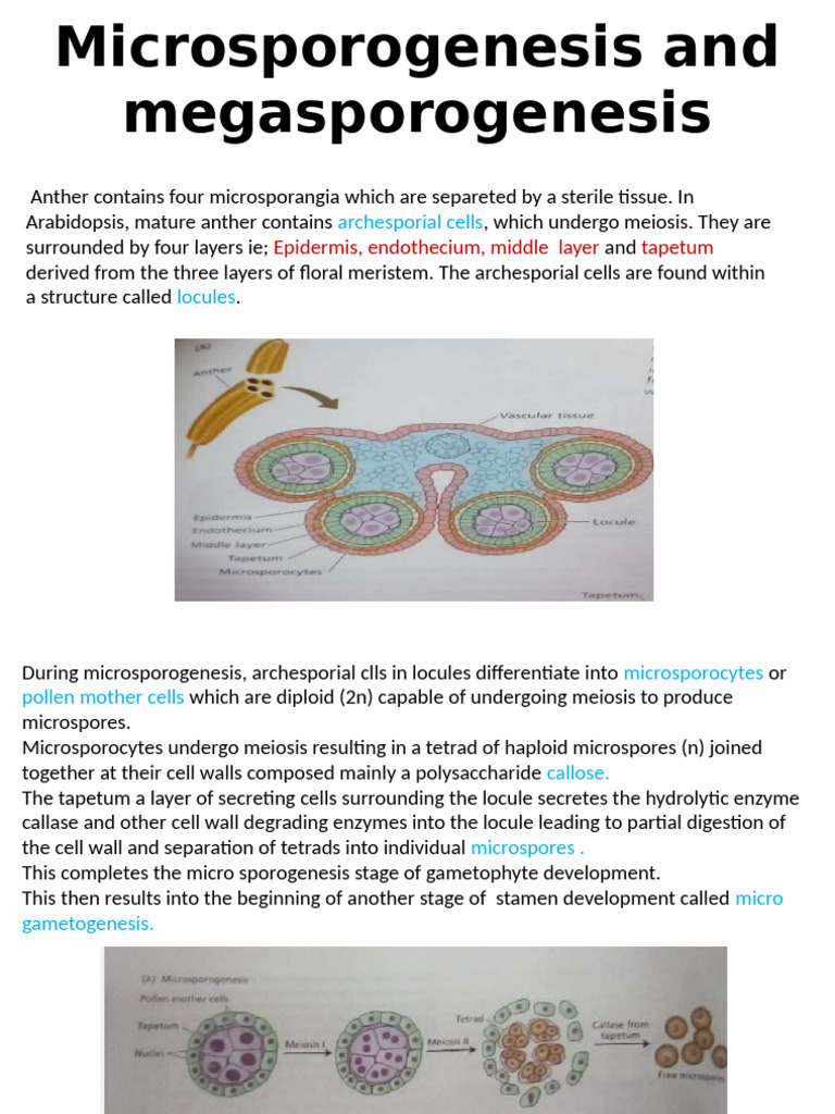 Microsporogenesis Presentation | PDF | Pollen | Cell (Biology)