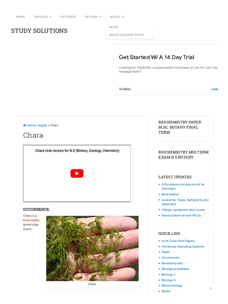 Chara: Structure and Life Cycle Overview | PDF | Biological Processes ...