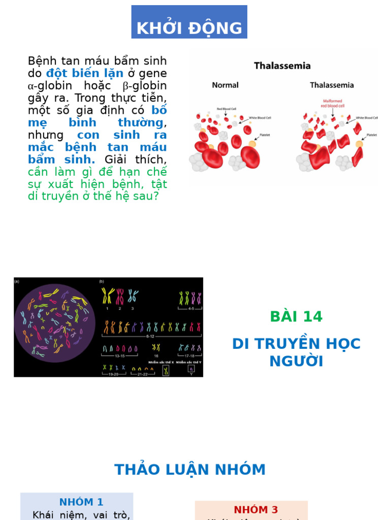 SH12-BÀI-14-DI-TRUYỀN-HỌC-NGƯỜI (1) | PDF