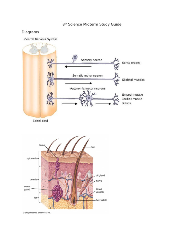 8th Science Midterm Study Guide | PDF