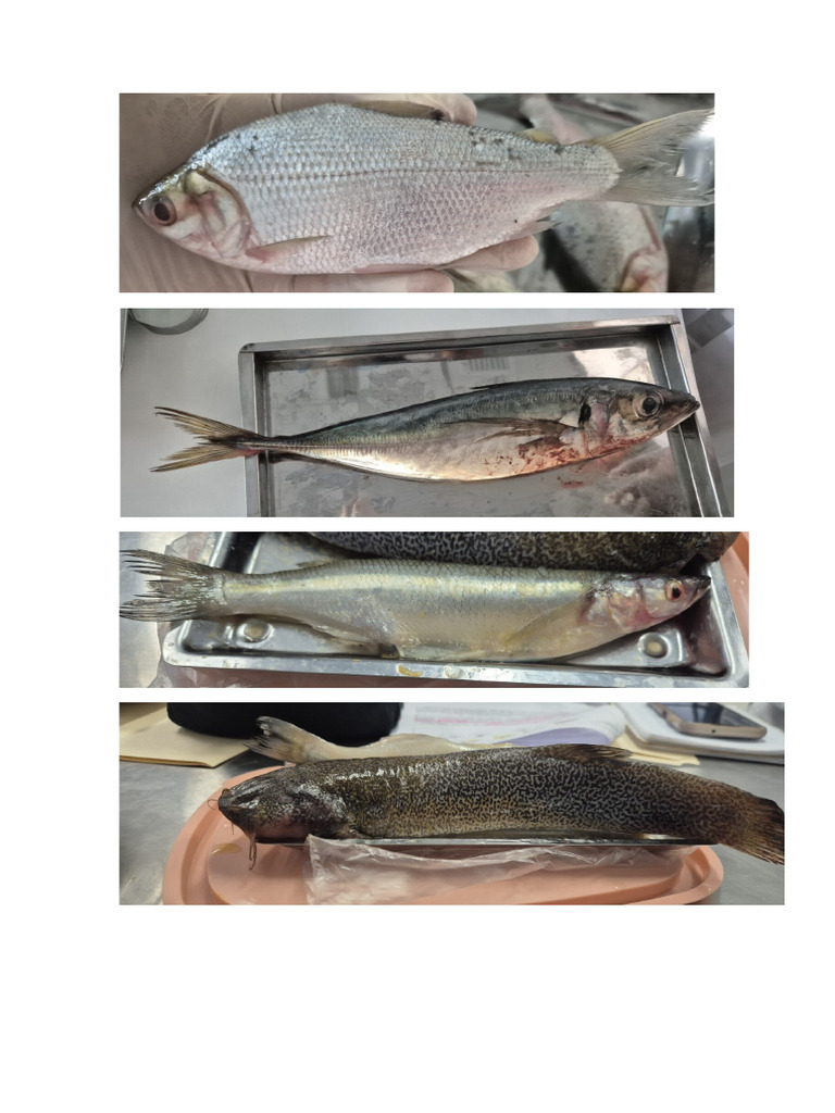 Imagen Pescaditos | PDF