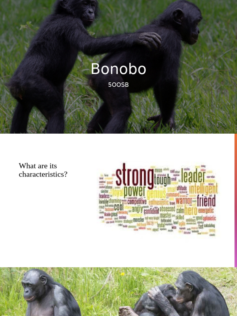 Powerpoint Bonobo's 2 | PDF