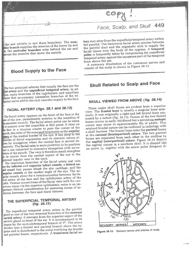 4_Cranium | PDF