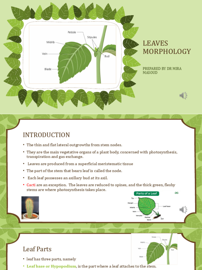LEAVES MORPHOLOGY | PDF | Leaf | Plants