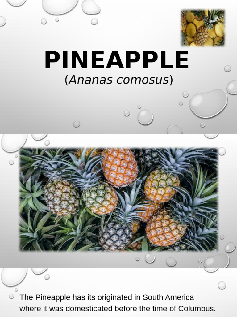 PINEAPPLE | PDF