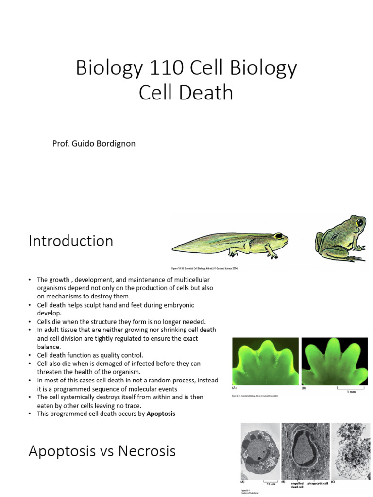 Biol+110 Lec13 Canvas | PDF | Apoptosis | Caspase