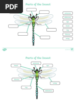 Labeling Insect Body Parts Activity | PDF