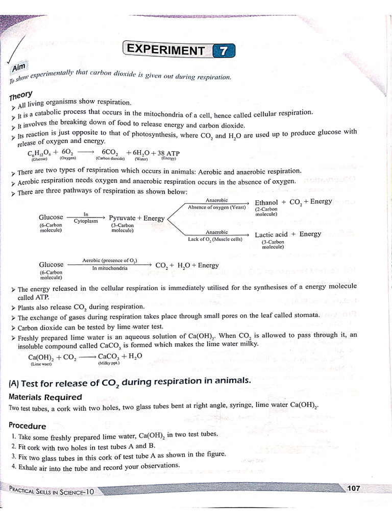Biology Experiment - 2 (CO2 Is Released During Respiration) | PDF