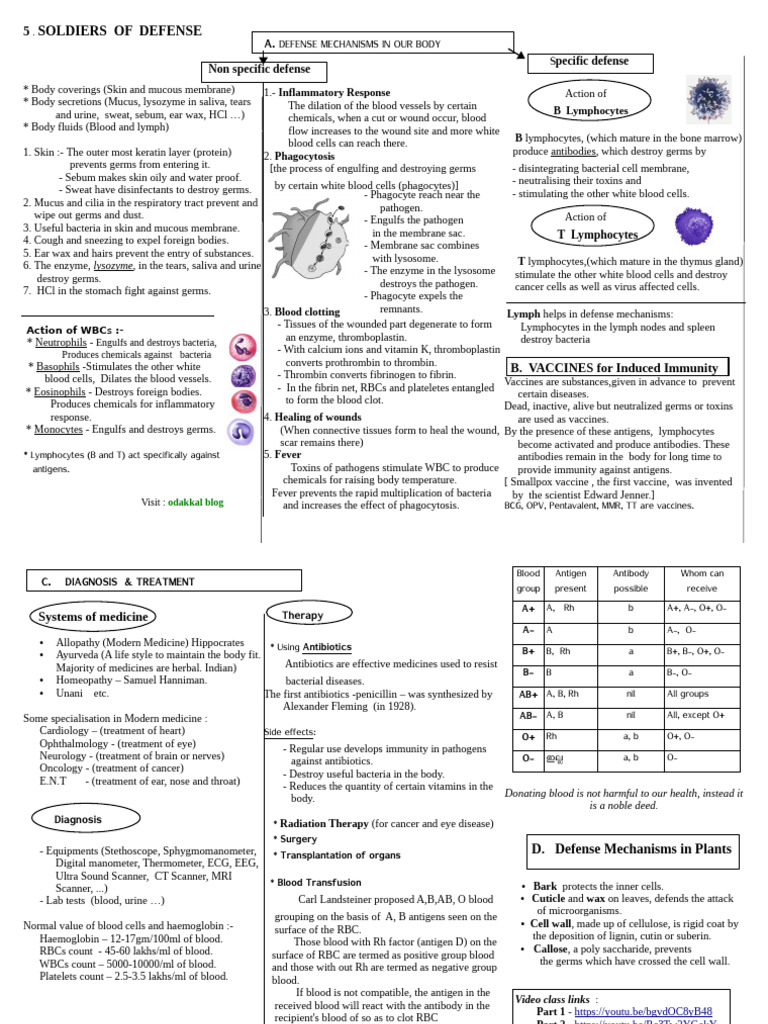 X Biology Abstract Notes Unit 5 (Engmed) | PDF | White Blood Cell ...