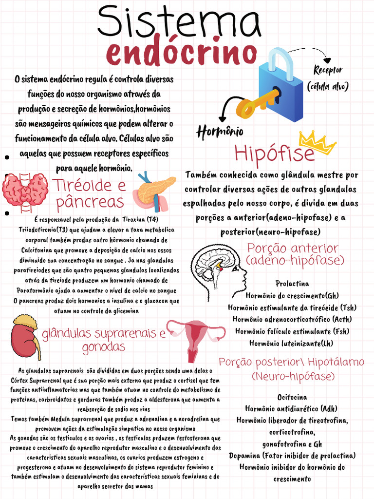 Parts of the Human Endocrine System Science Poster in Pastel Pink Rose ...