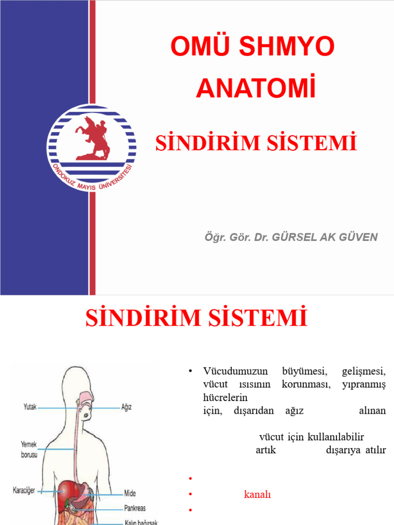 SİNDİRİM SİSTEMİ VE PERİTON ANATOMİSİ 2022 mart | PDF