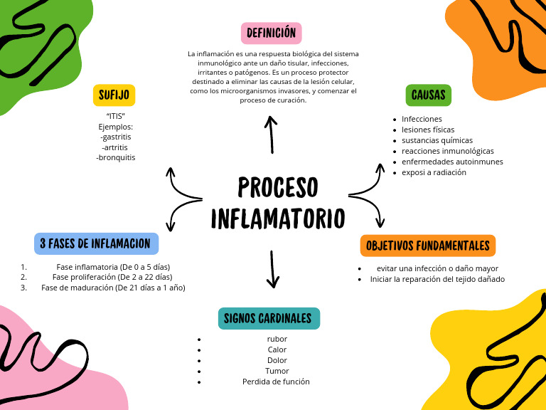 Fases del Proceso Inflamatorio | PDF | Inflamación | Medicina CLINICA
