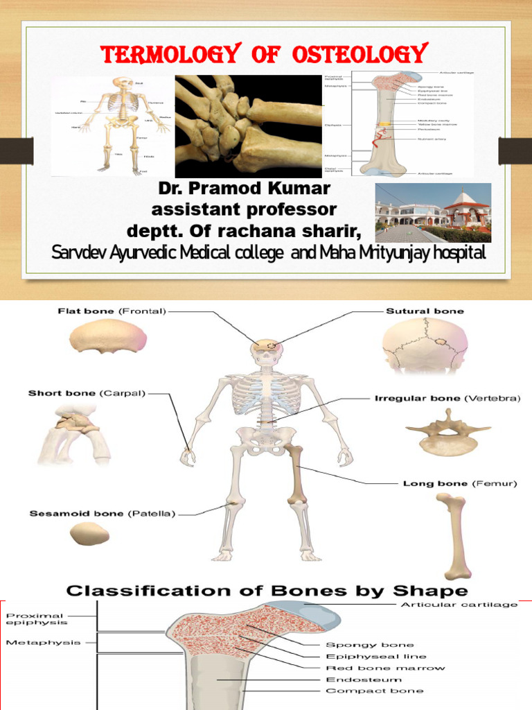 Termology of Osteology | PDF | Vertebral Column | Vertebra