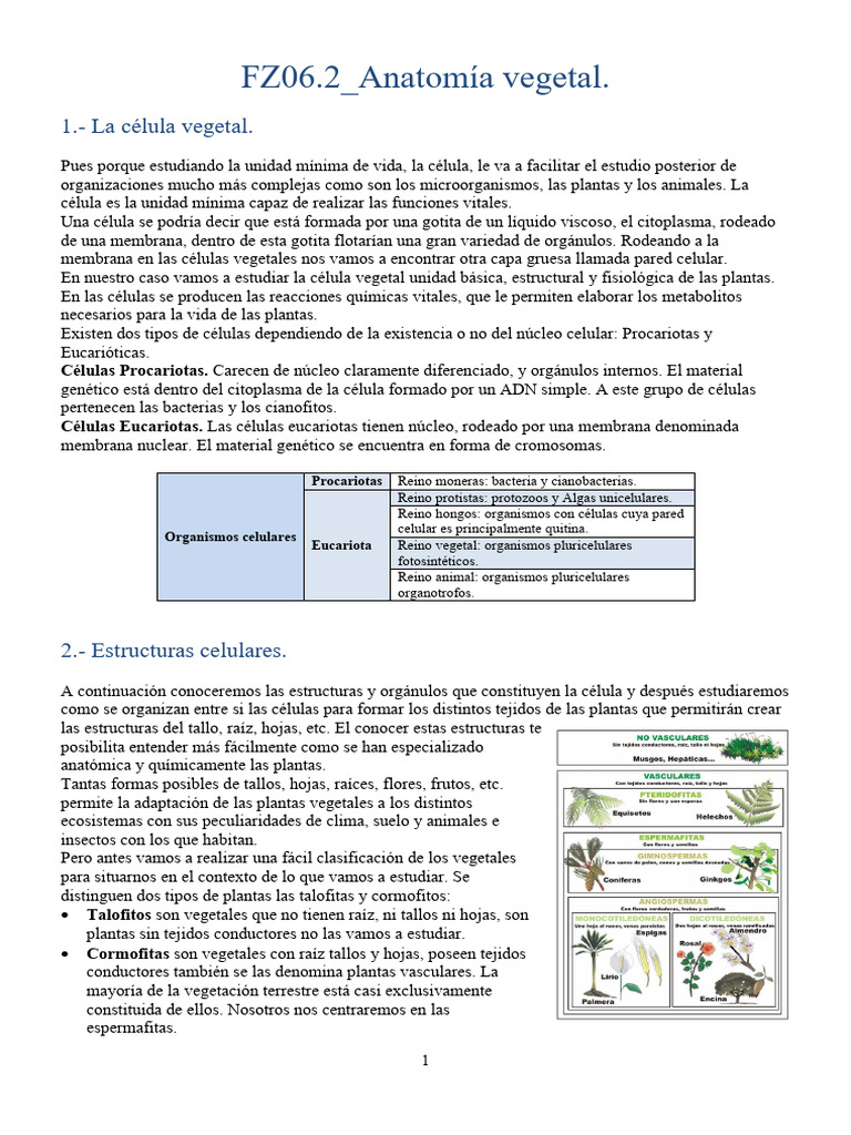 FA06.2 - Anatomía Vegetal | PDF | Tallo de la planta | Flores