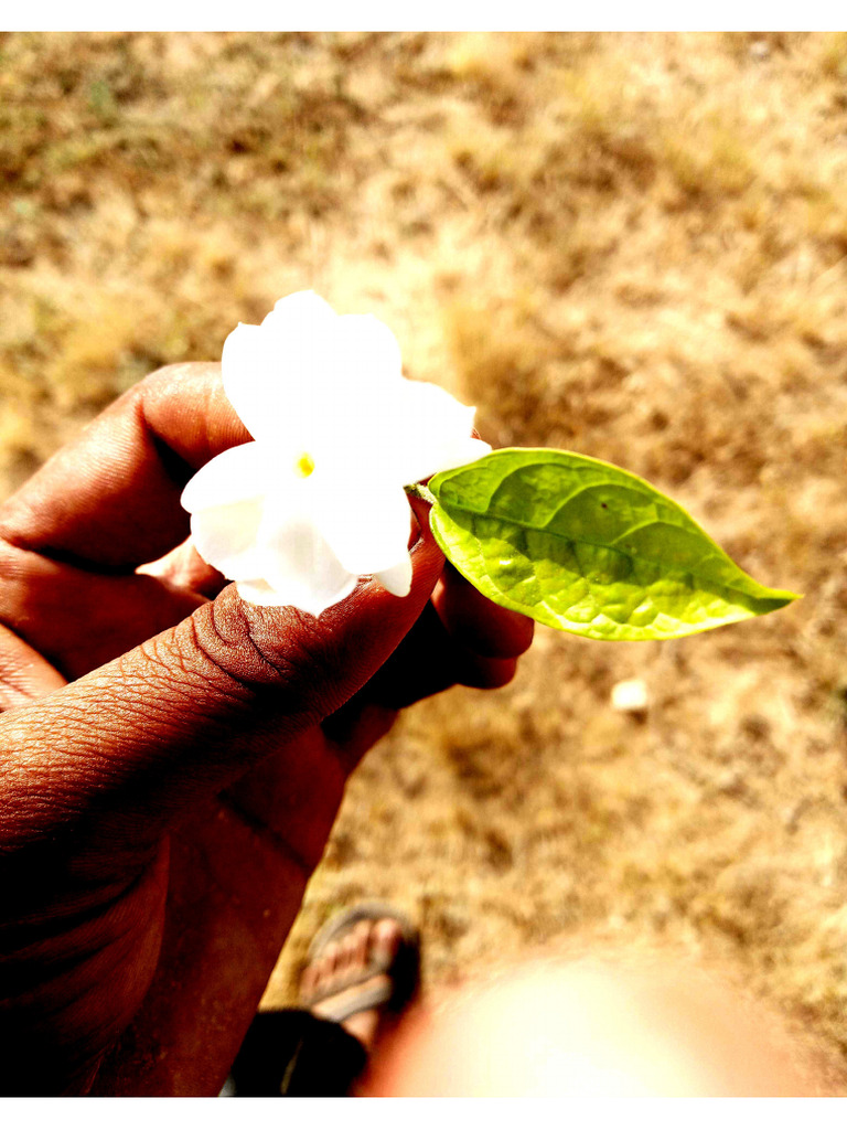 Jasmine | PDF