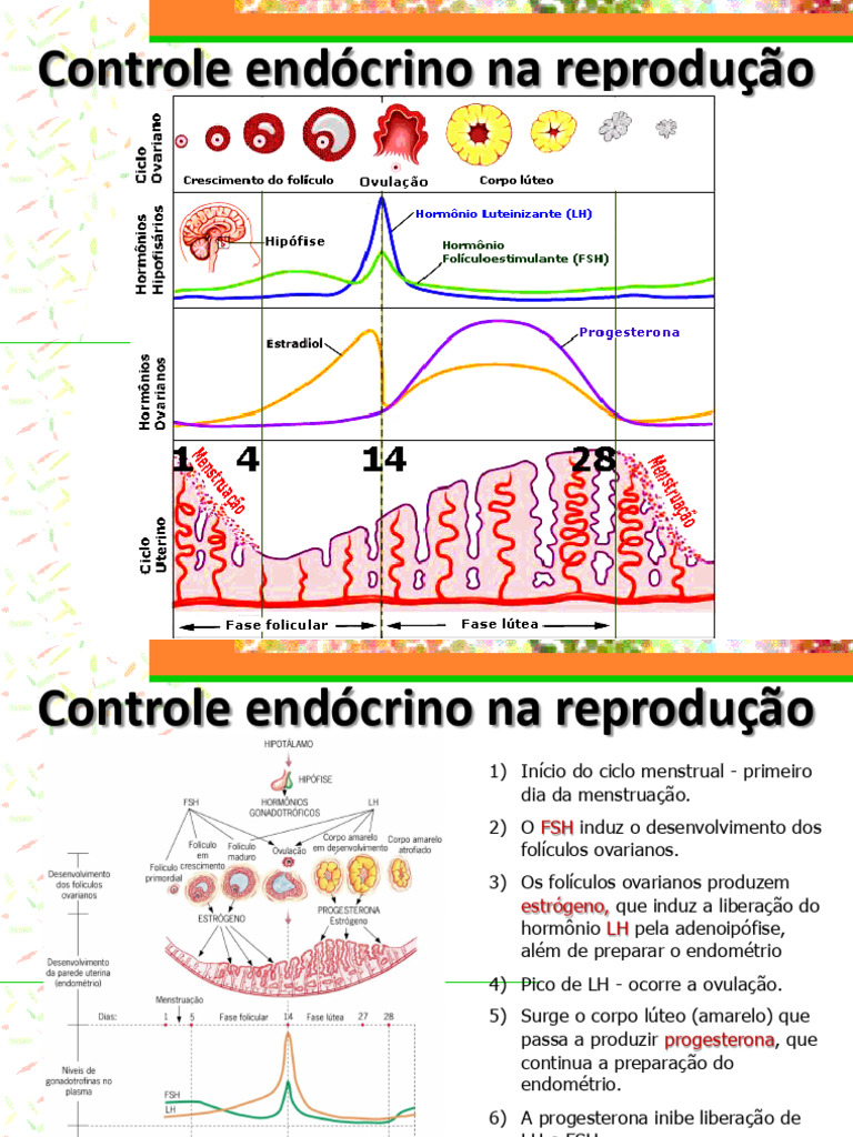 Ciclo Menstrual | PDF