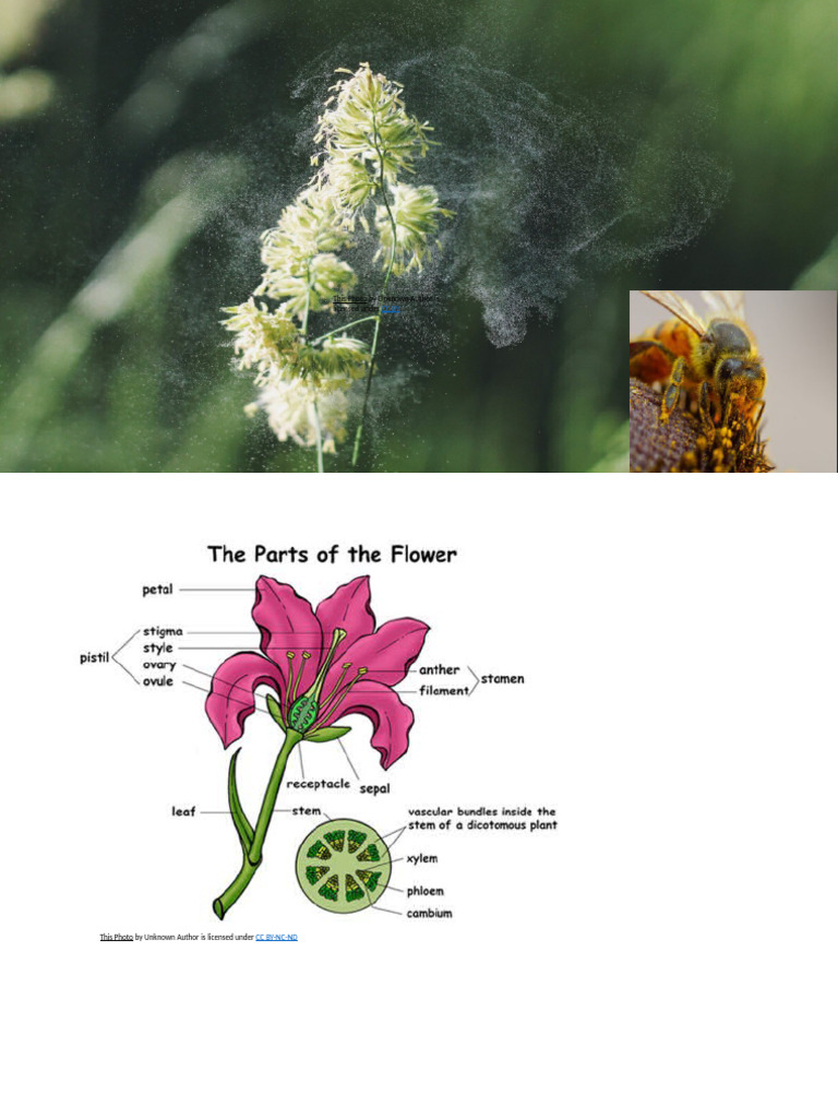 Sexual Reproduction in Angiosperms | PDF