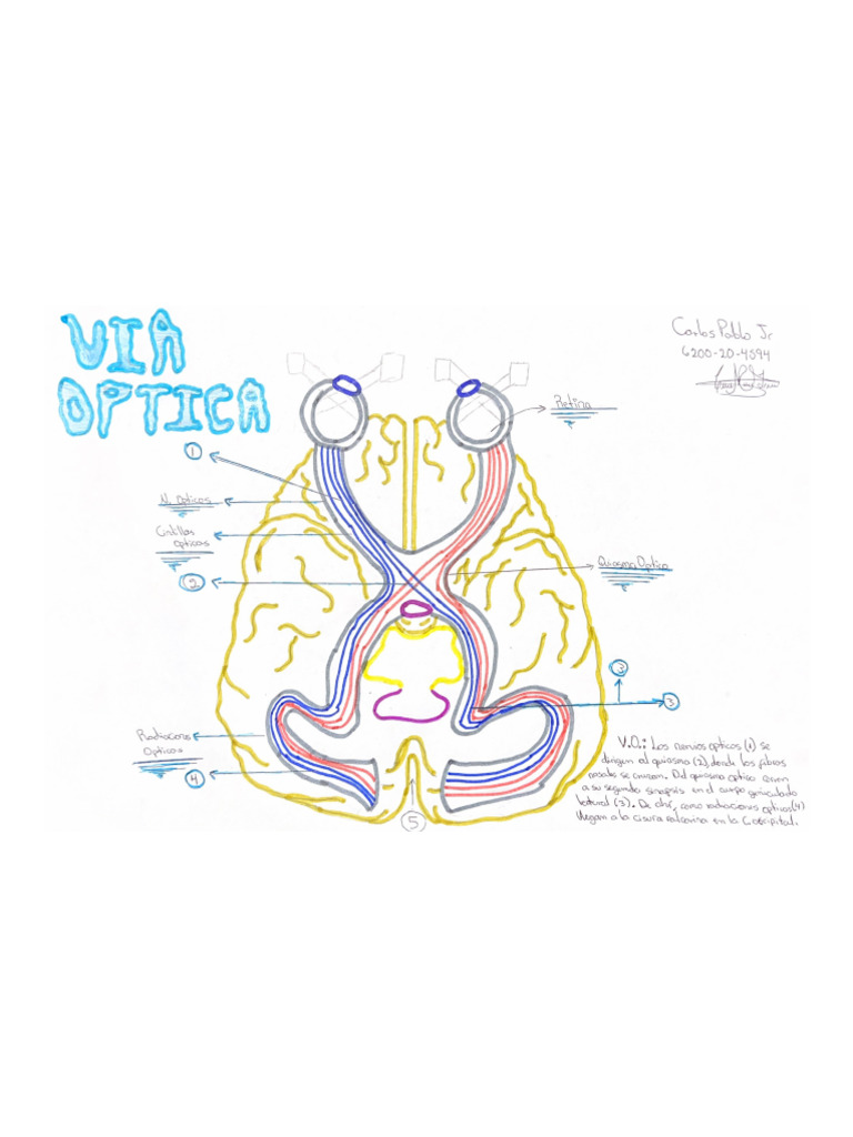 Via Optica | PDF
