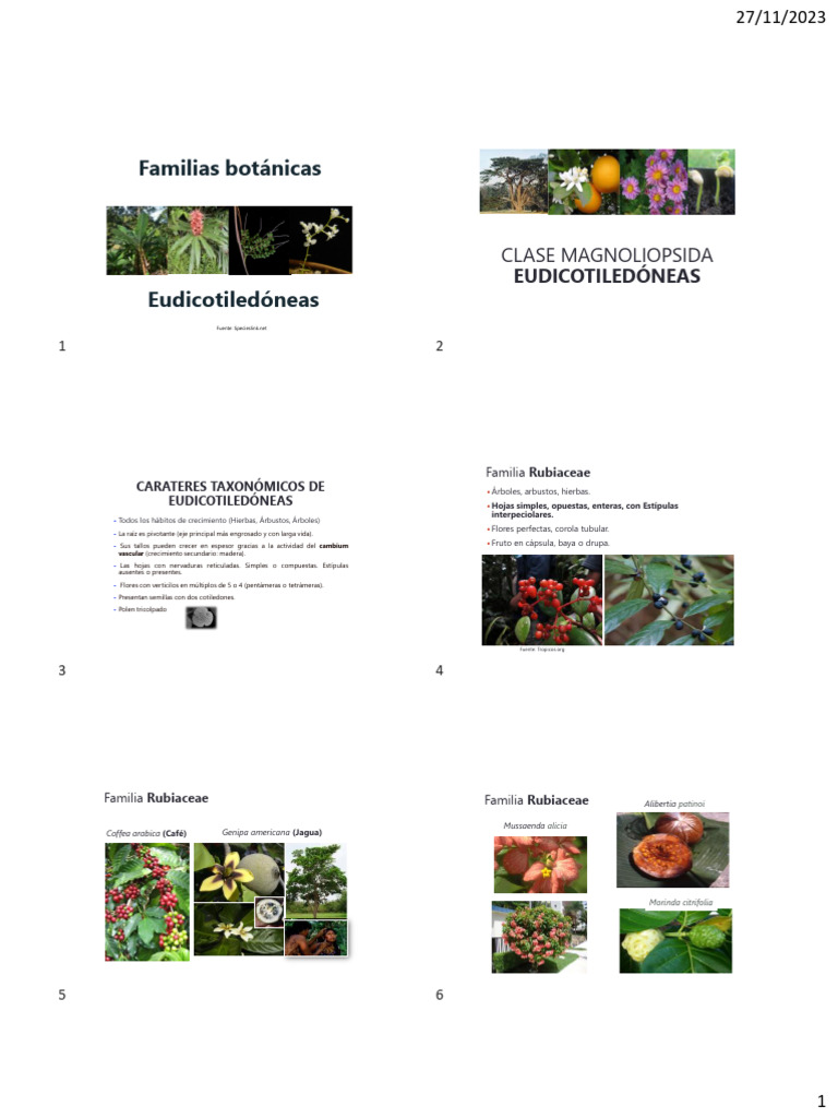 Clase 16 Familias Eudico | PDF | Plantas | Fruta