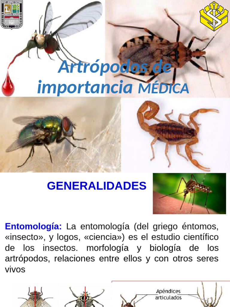 Artrópodos: Clasificación y Metamorfosis | PDF | Crustáceo | Insectos