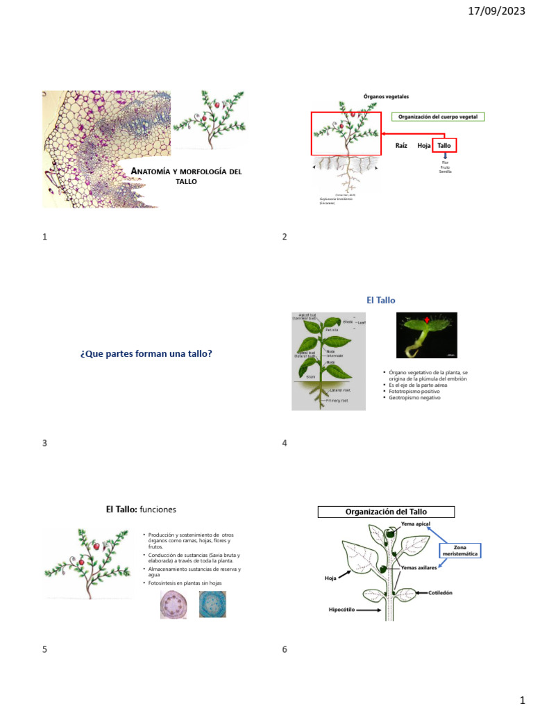 Estructura del Tallo: Xilema y Floema | PDF | Tallo de la planta | Raíz