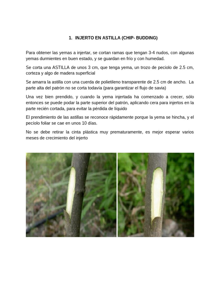 Documento _injertos. | PDF | Injerto | Tallo de la planta