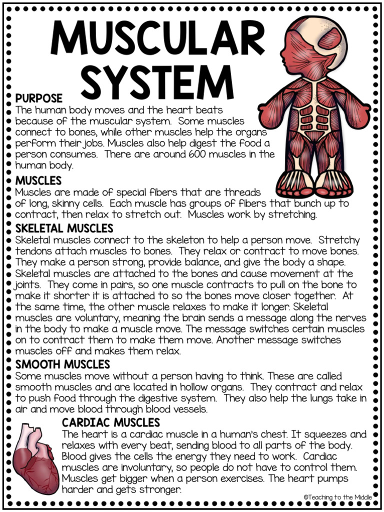 Kami Export - Enedelia Garcia-Romero - Muscular System Reading ...