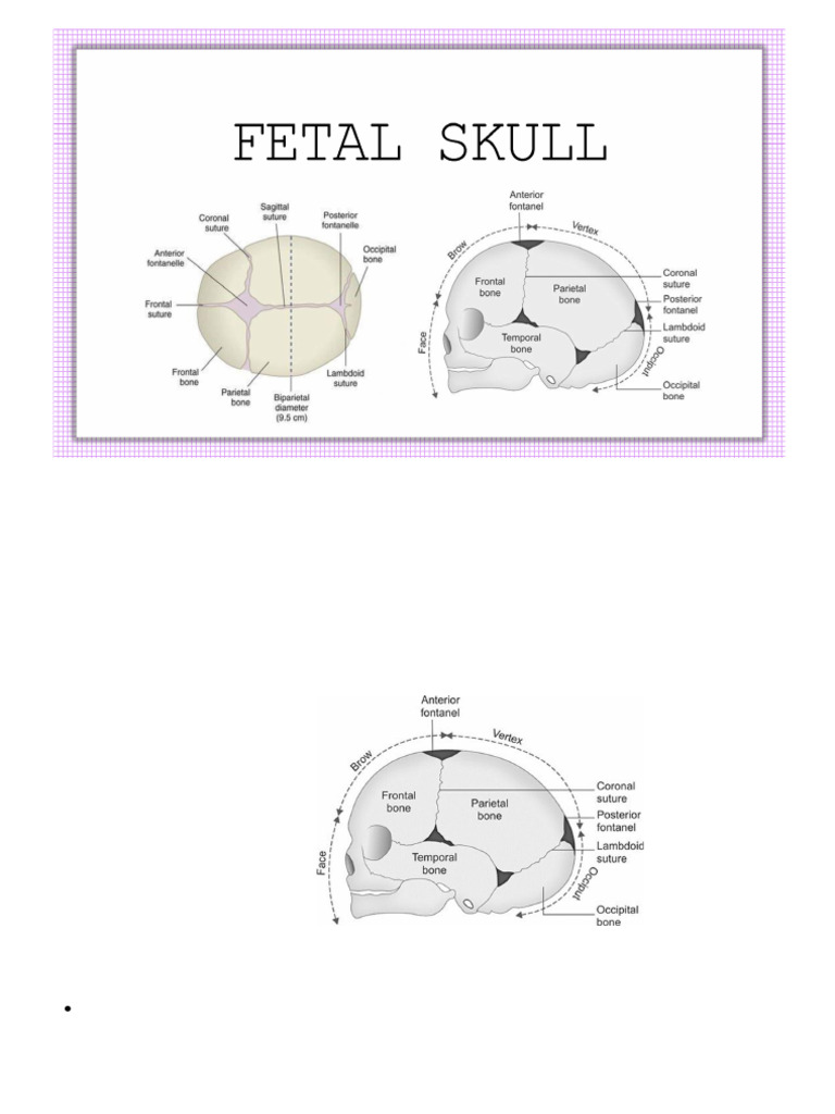 Fetal Skull | PDF | Skull | Skeletal System