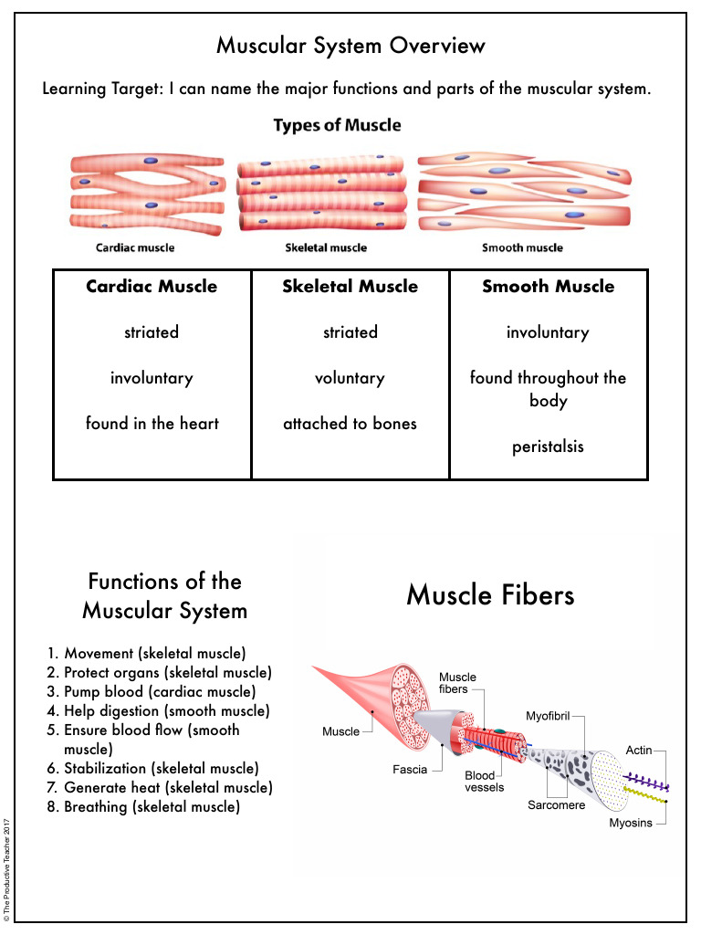 Kami Export - Enedelia Garcia-Romero - Muscles Guided Reading Google Classroom | PDF | Muscle ...