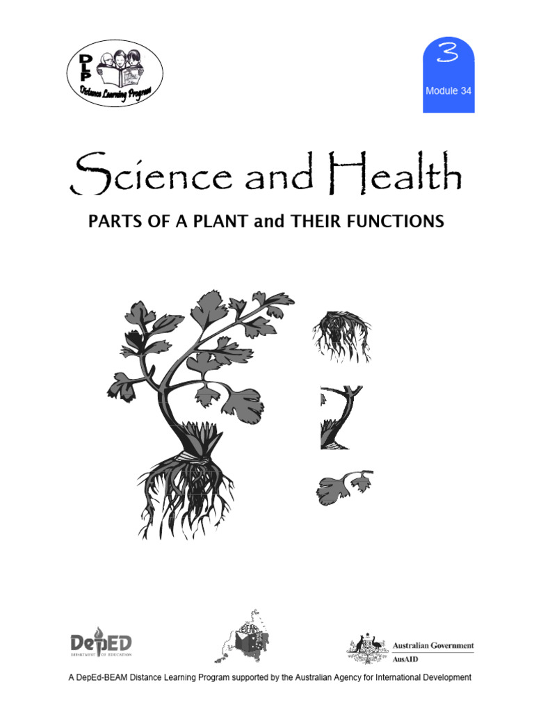 Parts of a Plant and Their Functions | PDF | Root | Plants