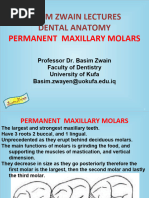 13 - Maxillary 2. Molar | PDF | Dental Anatomy | Tooth