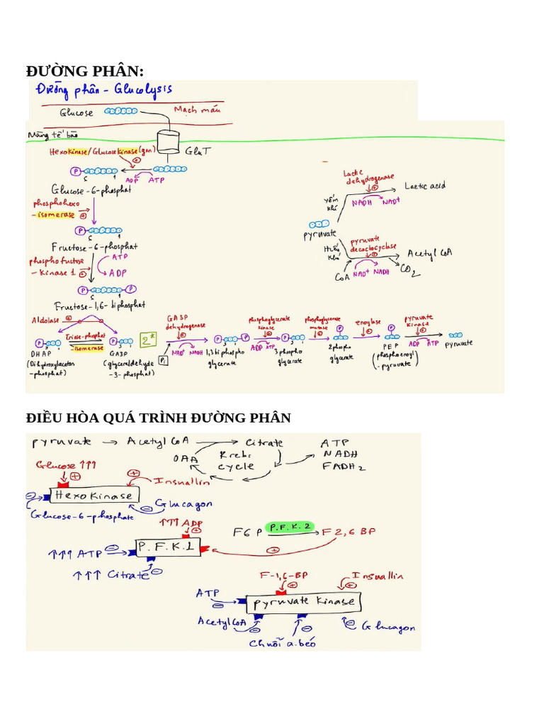 Tca Cycle | PDF