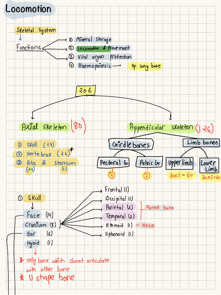 Locomotion and Movement | PDF | Muscle Contraction | Glycogen