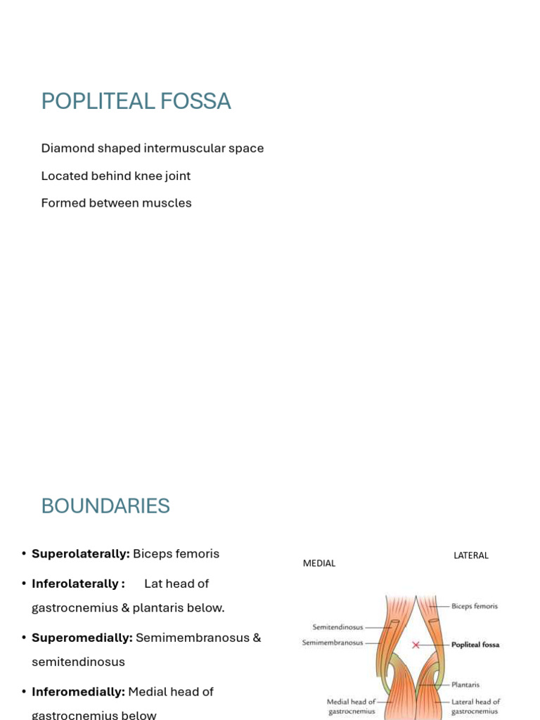 Popliteal Fossa , Femoral a Sciatic N | PDF | Human Leg | Lower Limb ...