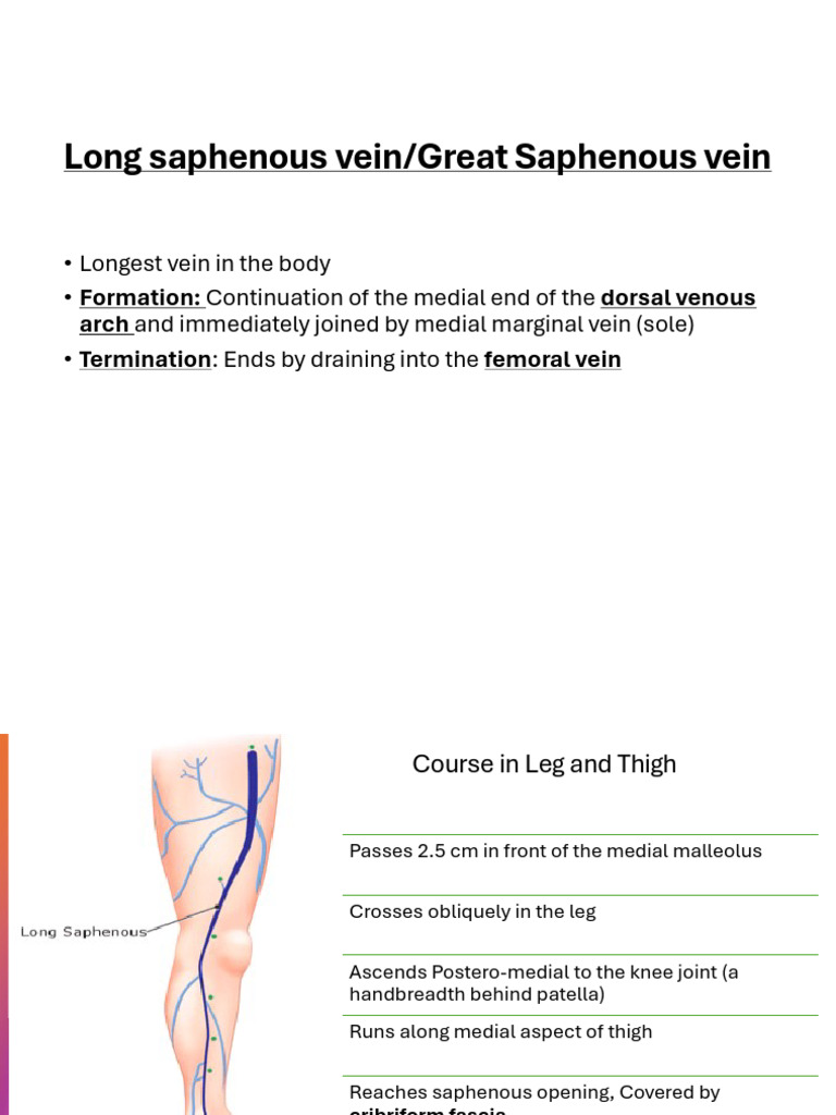 GSV Knee Lig Trendelenburg Sign | PDF | Vein | Knee