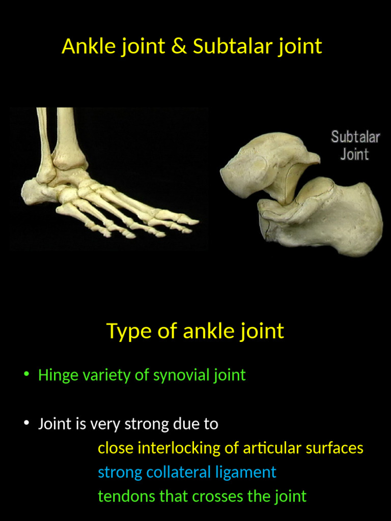 Ankle Joint & Subtalar Joint | PDF